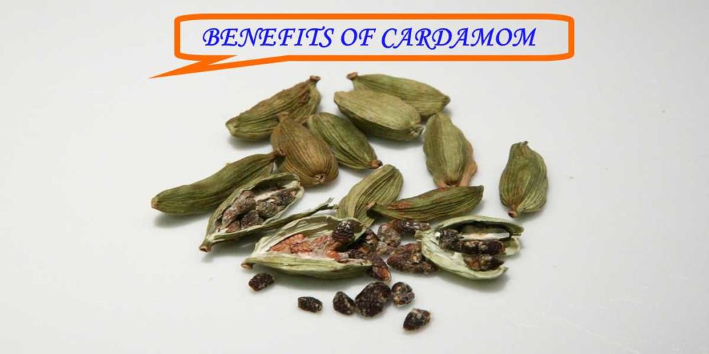 Some Tremendous Benefits of Cardamom » Your Health Orbit